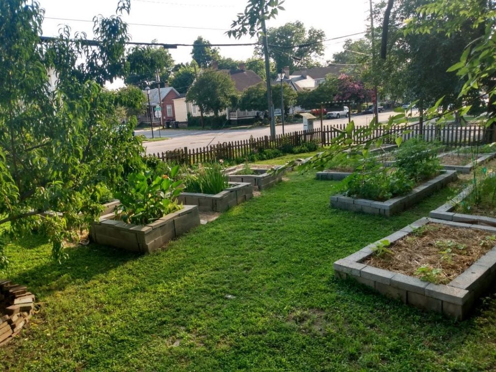 Olde Town Community Garden Sees Successes - The Augusta Press