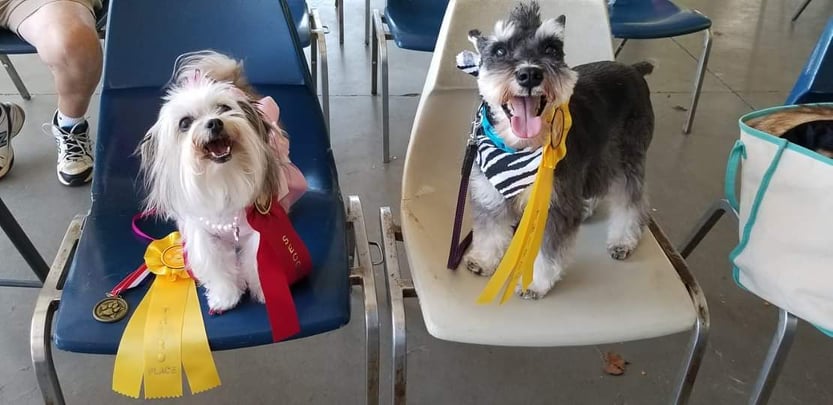 Top Dog Competition Raises Money for Low Cost Spay/Neuter Program - The ...