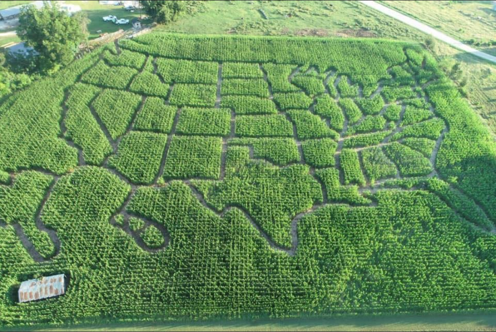 Steed's Dairy Farm Offers Corn Maze and More - The Augusta Press