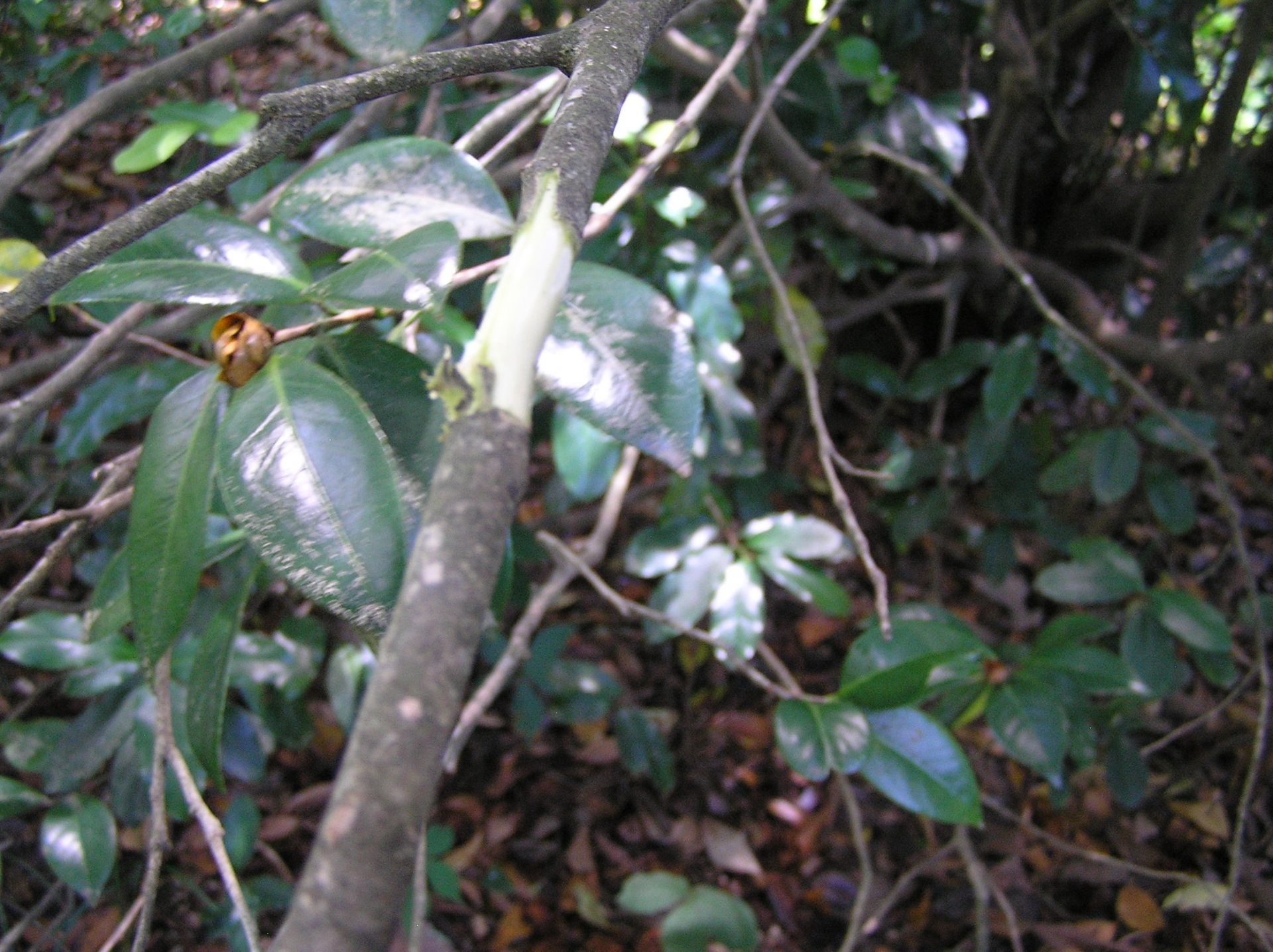 Gardening column: Multiplying plants by air layering - The Augusta Press