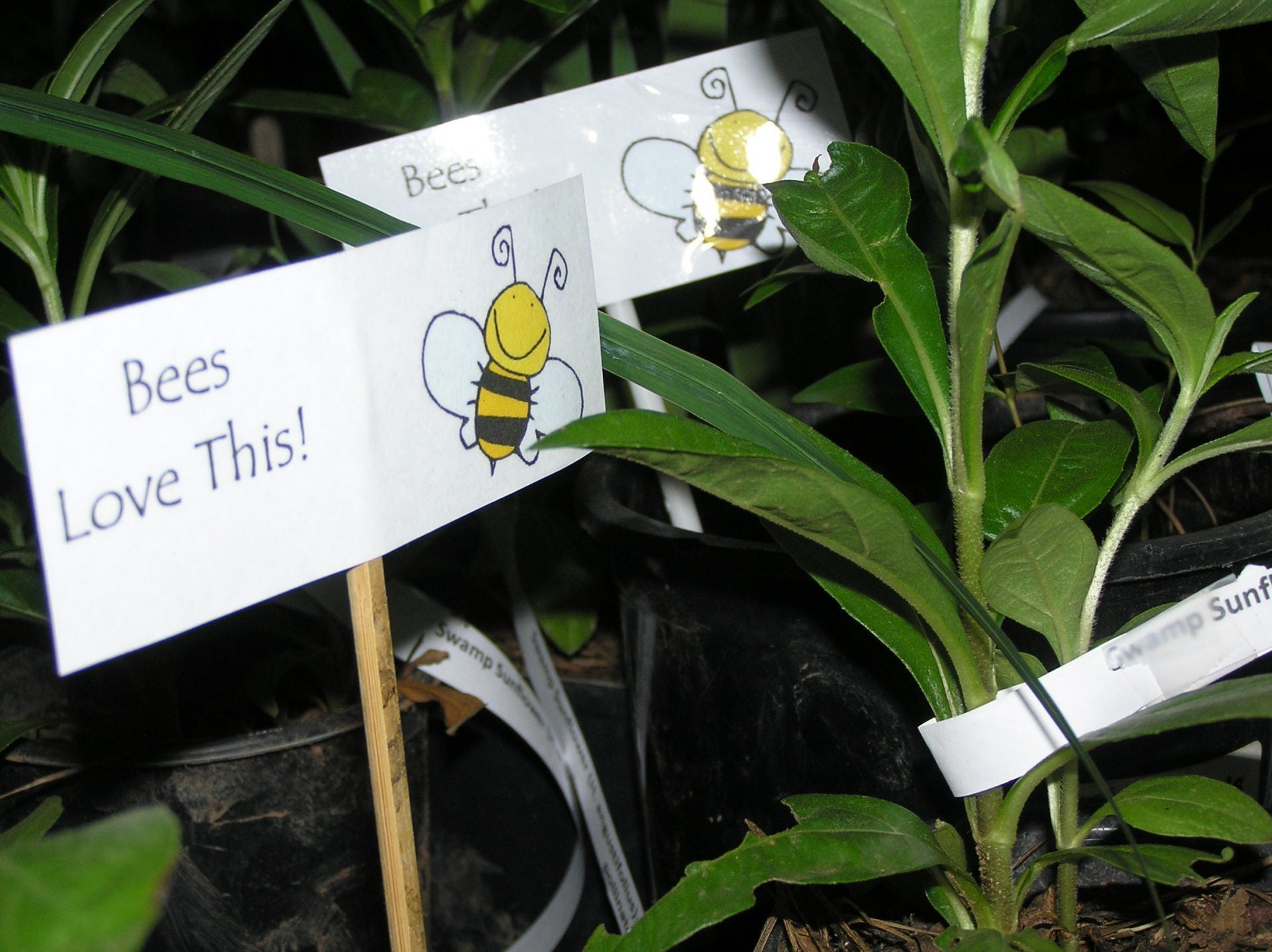 Plants await your selection at Pendleton King Park Saturday - The ...