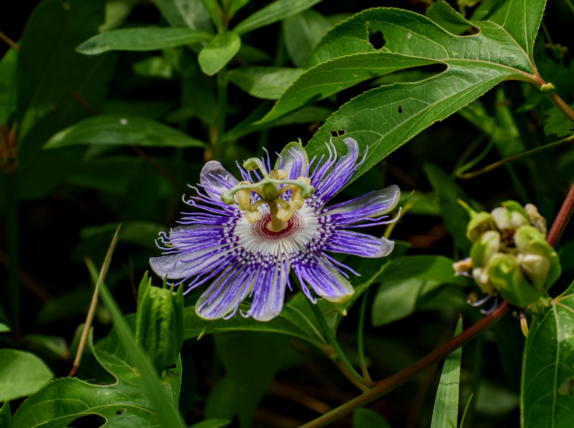 Photojournalism: Phinizy Swamp Nature Park - The Augusta Press