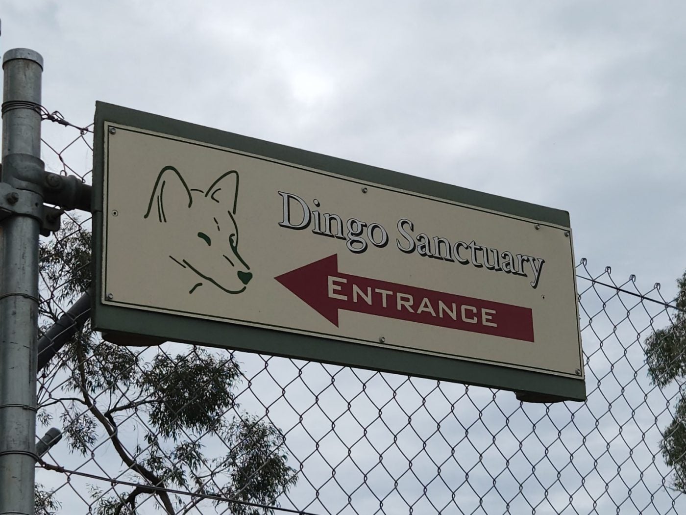 Adventures Down Under: Dingo sanctuary - The Augusta Press