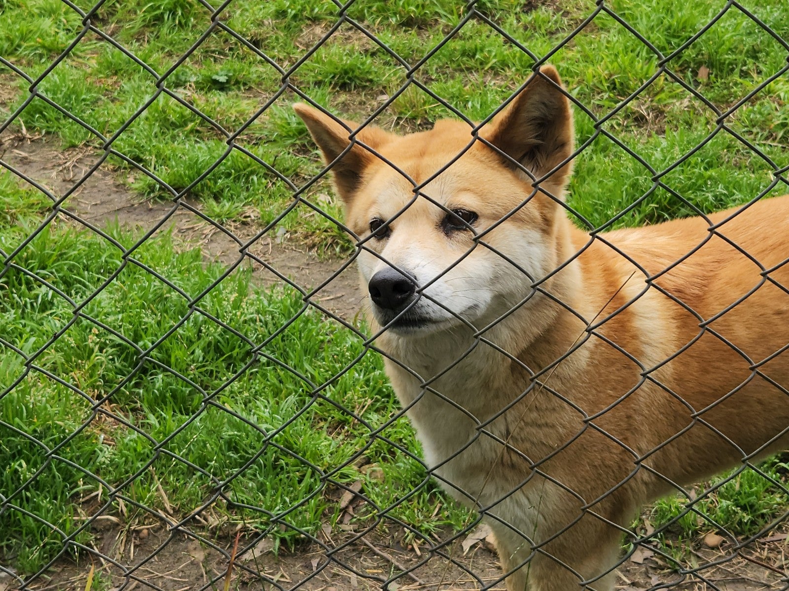 Adventures Down Under: Dingo sanctuary - The Augusta Press