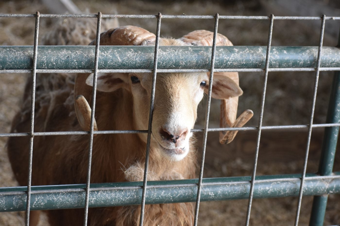 Steed's Dairy Farm celebrates opening weekend by unveiling new corn ...