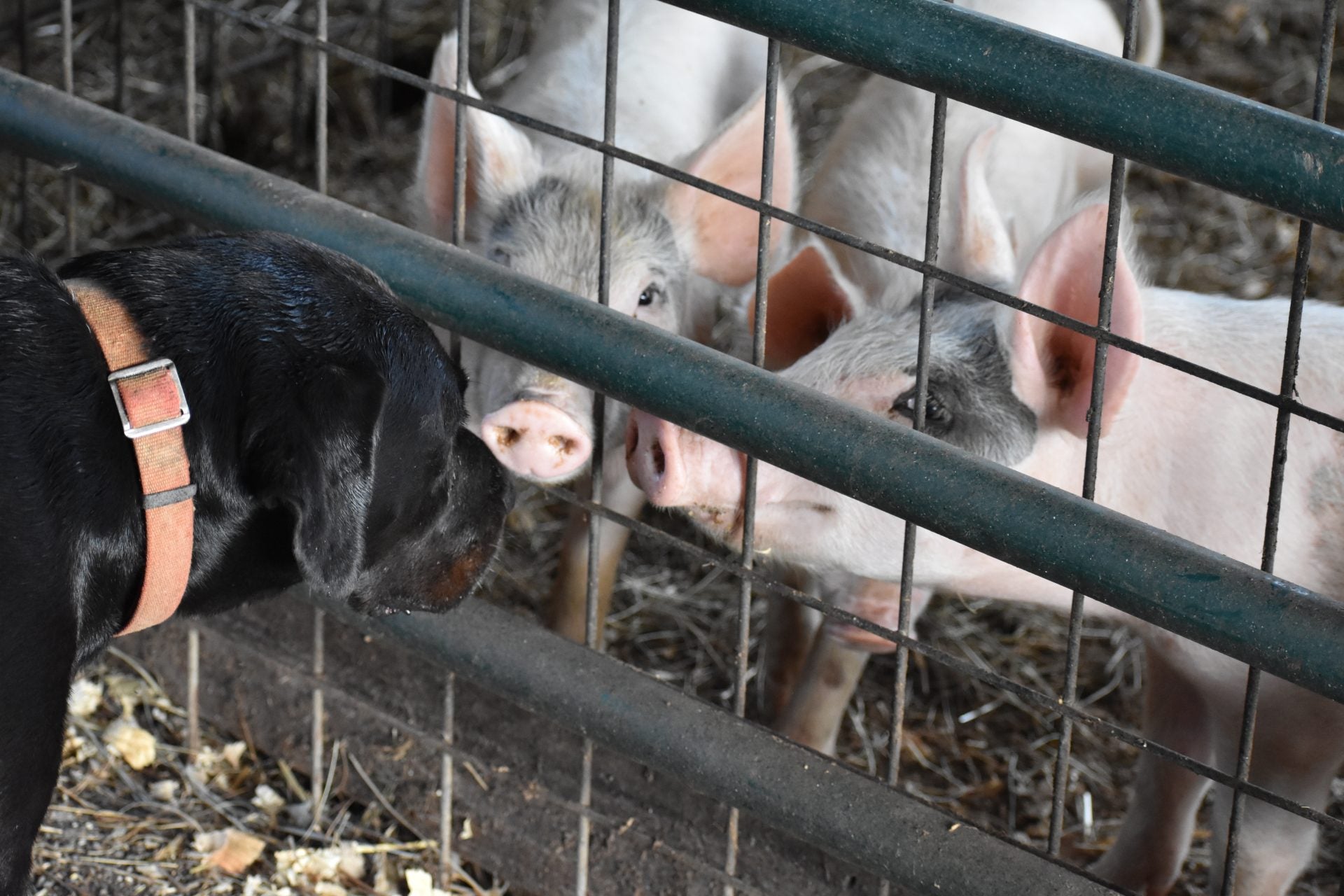 Steed's Dairy Farm celebrates opening weekend by unveiling new corn ...