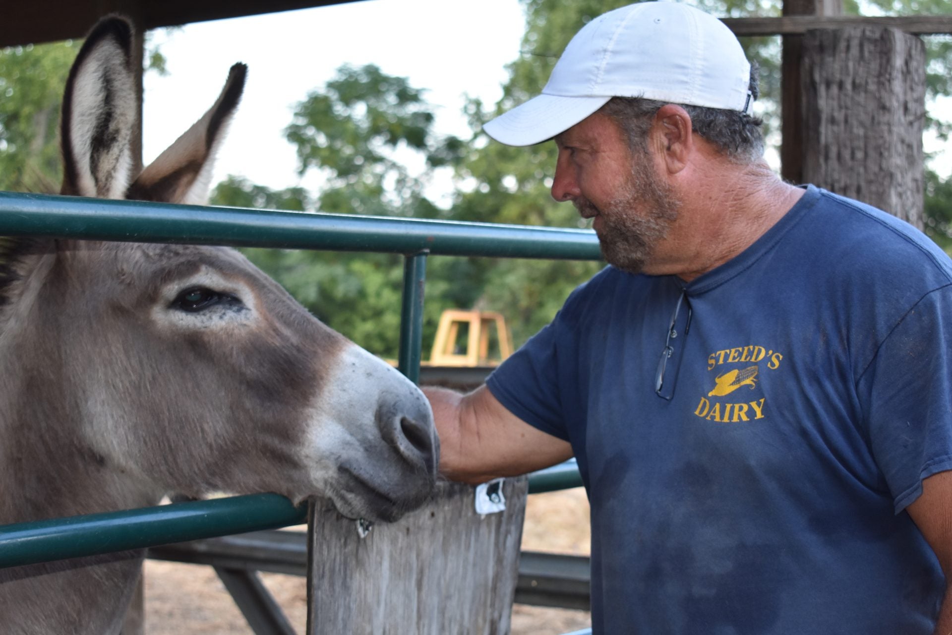 Steed's Dairy Farm celebrates opening weekend by unveiling new corn ...