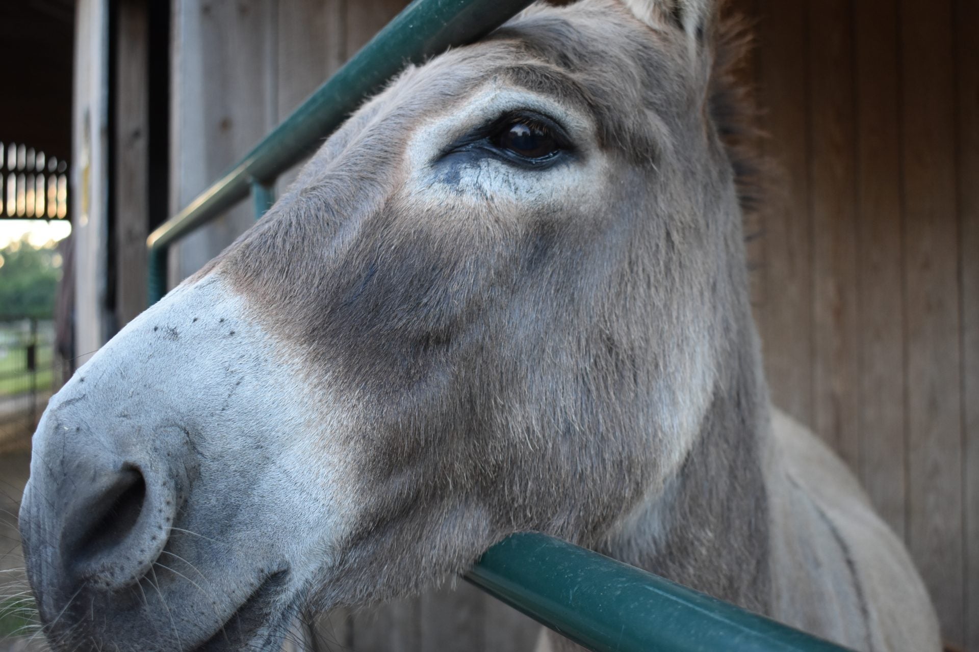 Steed's Dairy Farm celebrates opening weekend by unveiling new corn ...