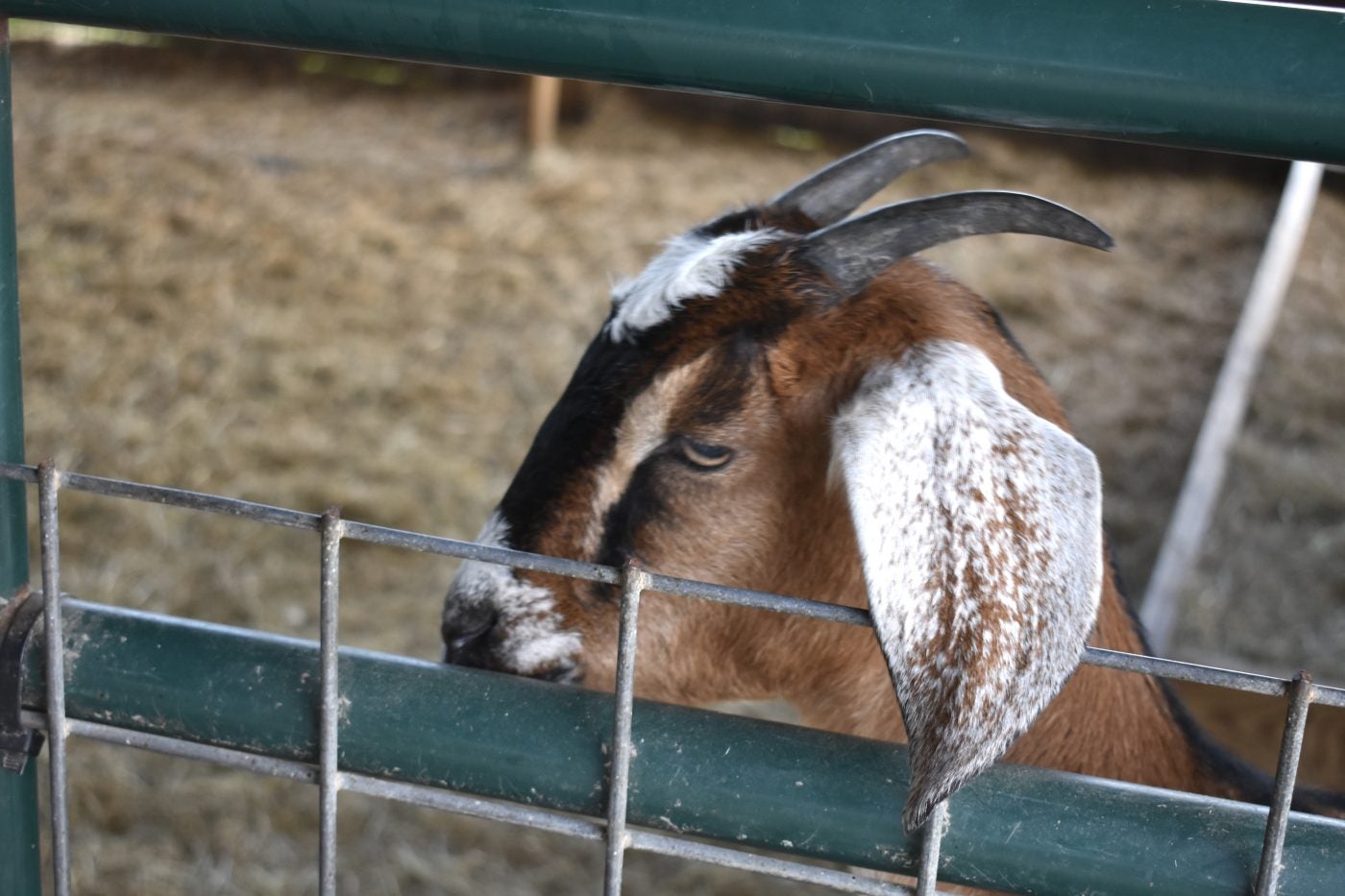 Steed’s Dairy Farm celebrates Veterans Day weekend before closing - The ...