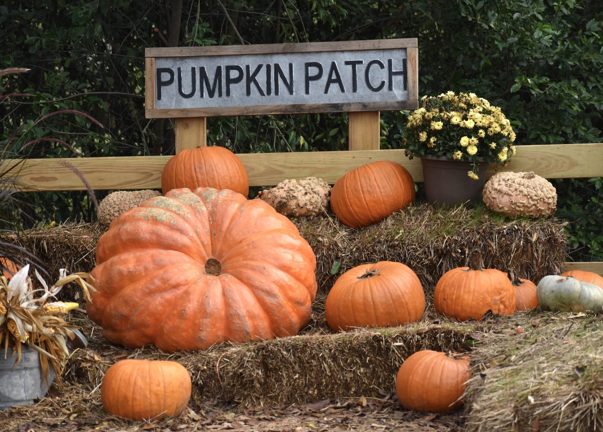 Steed’s Dairy Farm celebrates Veterans Day weekend before closing - The ...