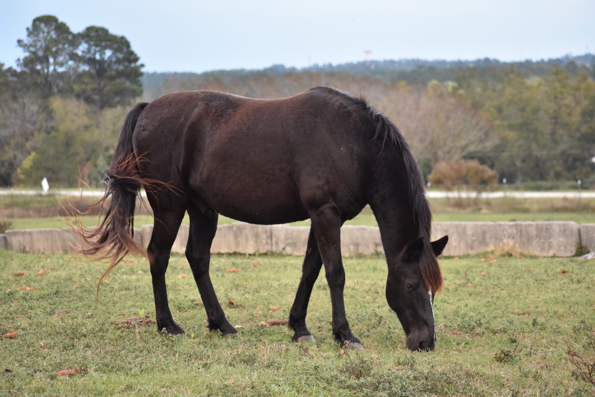 Steed’s Dairy Farm celebrates Veterans Day weekend before closing - The ...