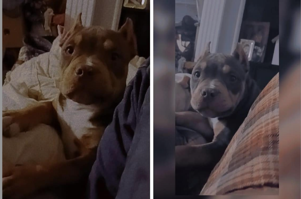 Parent of child mauled by pitbulls files suit against owner, 15 unnamed ...