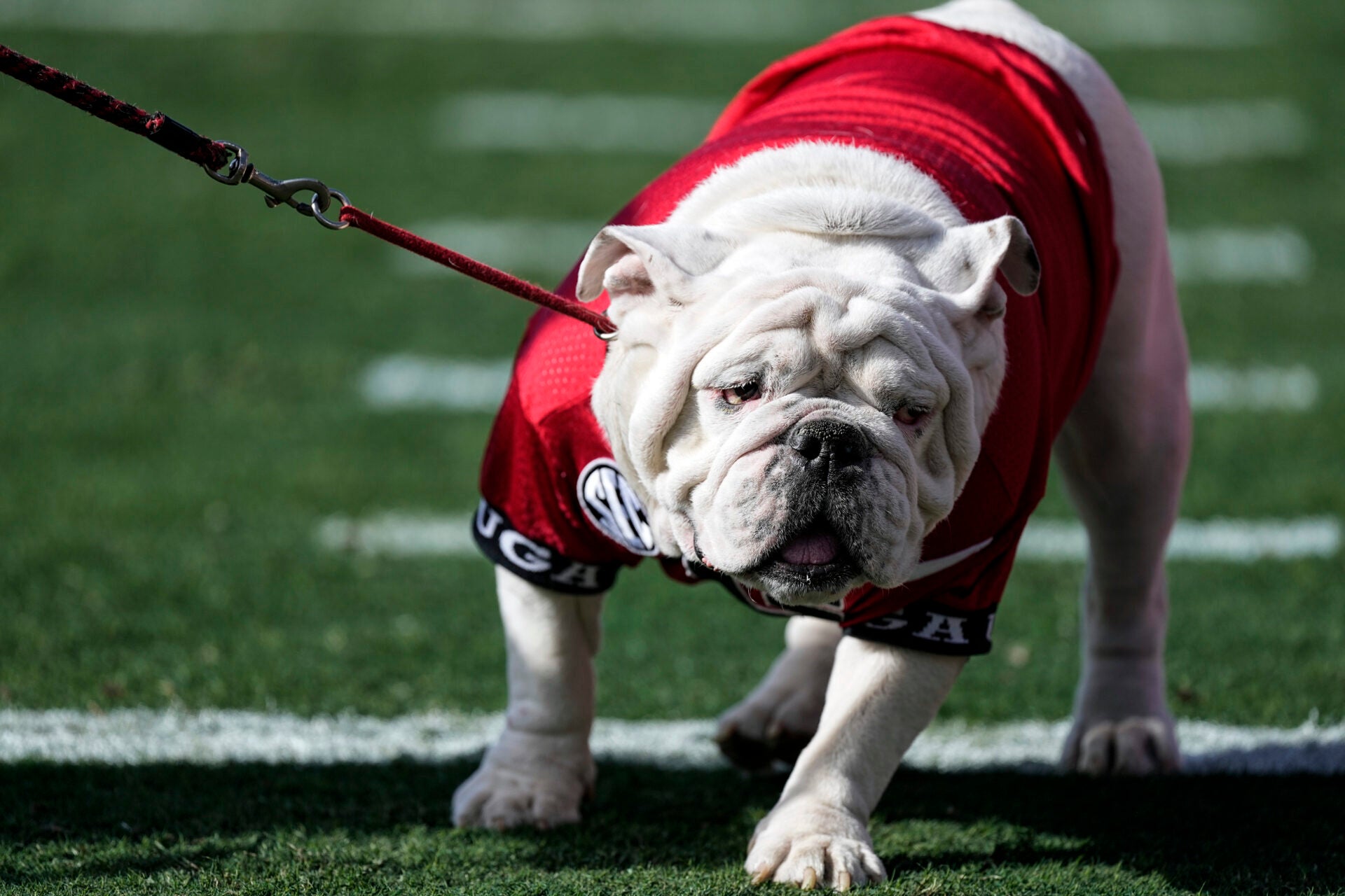Georgia unveils English bulldog puppy Boom as new UGA mascot - The ...
