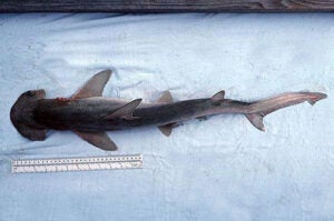 Sharks in the Savannah River? - The Augusta Press