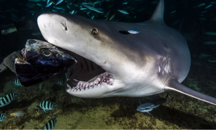 Sharks in the Savannah River? - The Augusta Press