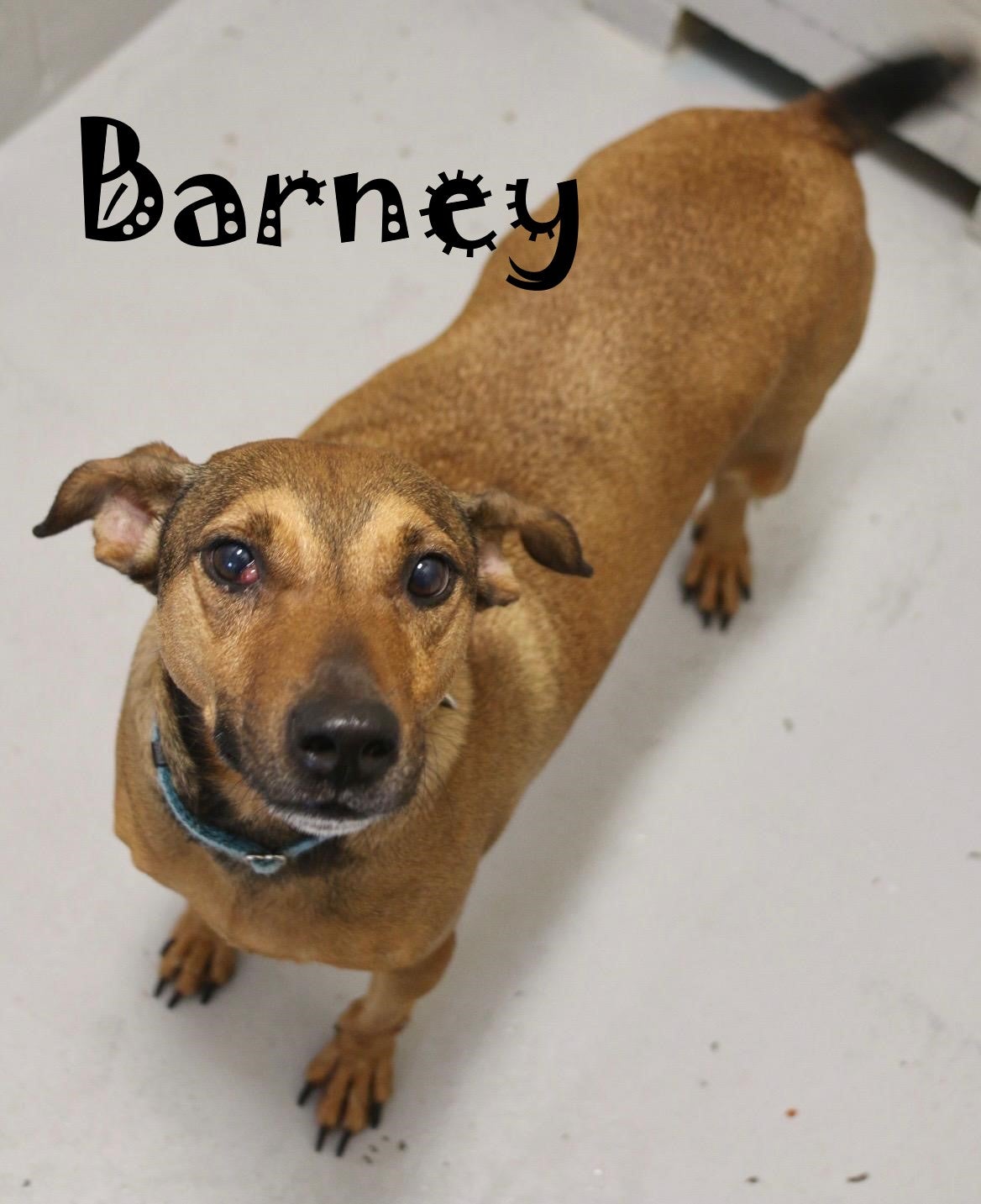 Augusta Animal Shelter’s upcoming open house will encourage adoptions ...