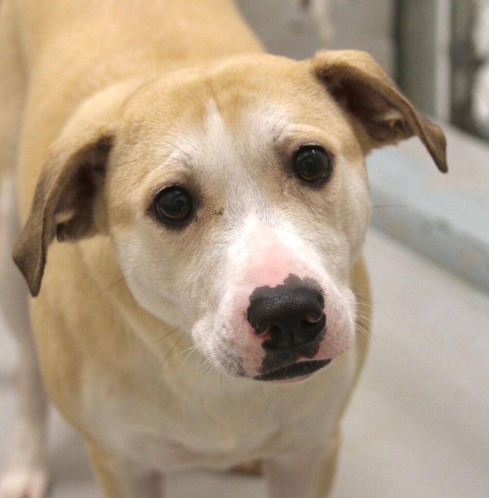 Augusta Animal Shelter’s upcoming open house will encourage adoptions ...