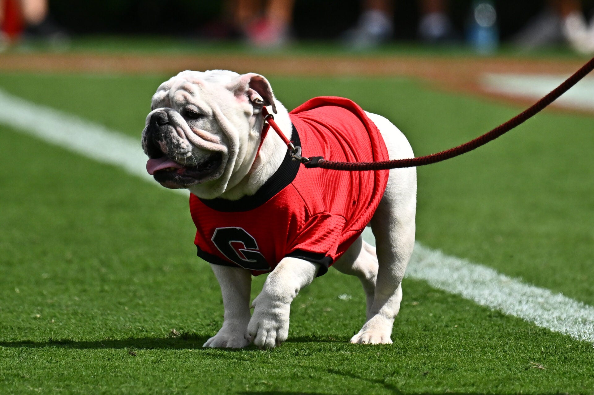 Photojournalism: UGA versus Ball State - The Augusta Press