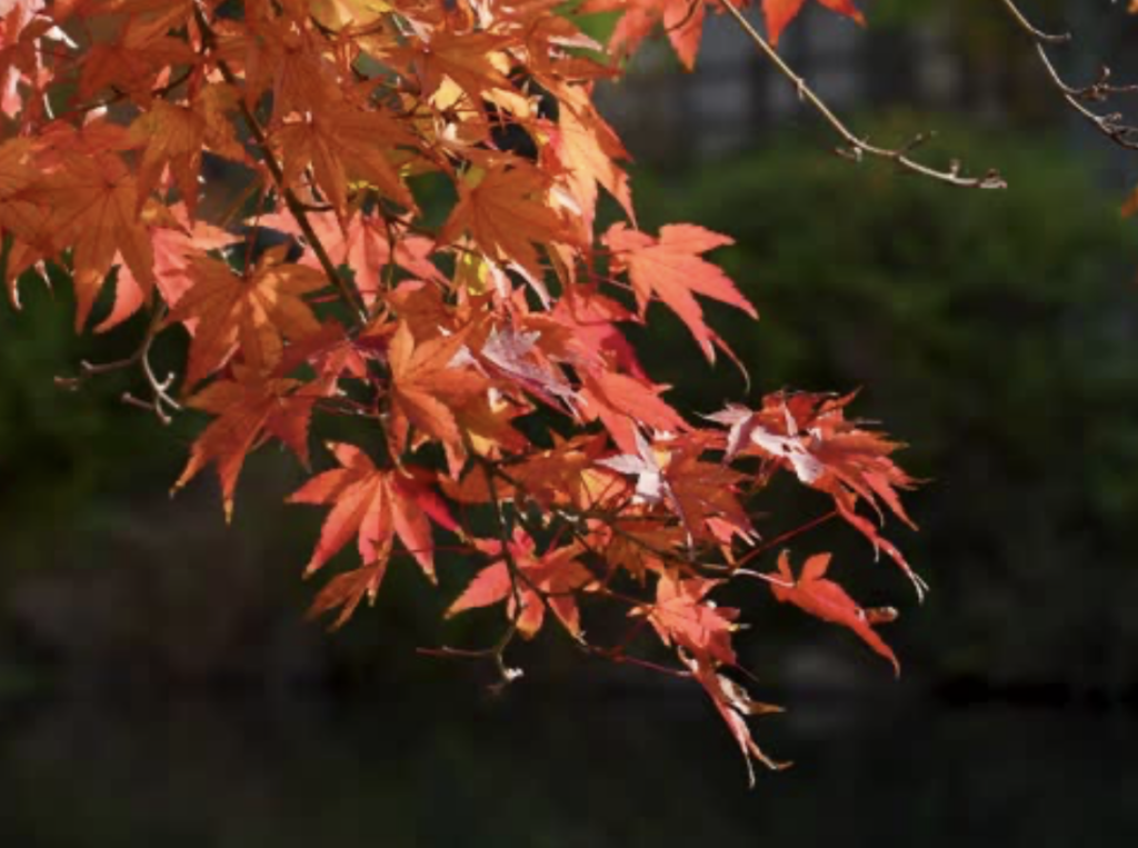 Events and activities to celebrate first day of fall season - The ...