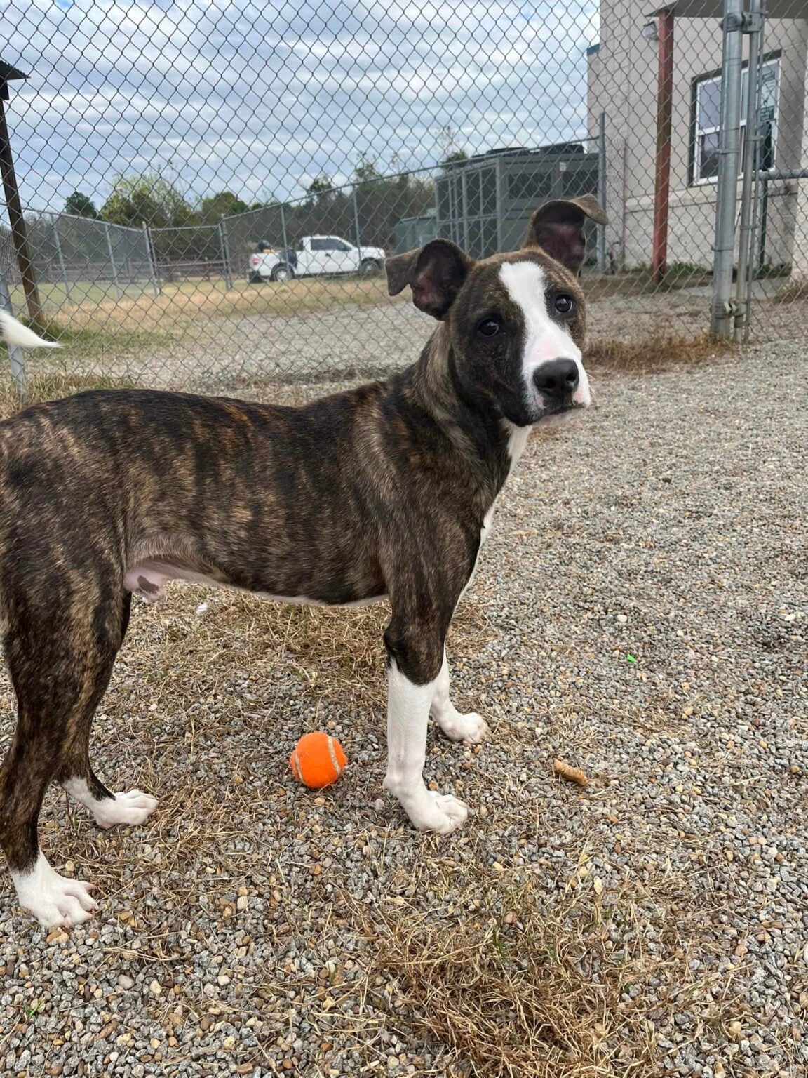 Animal Services is offering extended pet visits this weekend - The ...