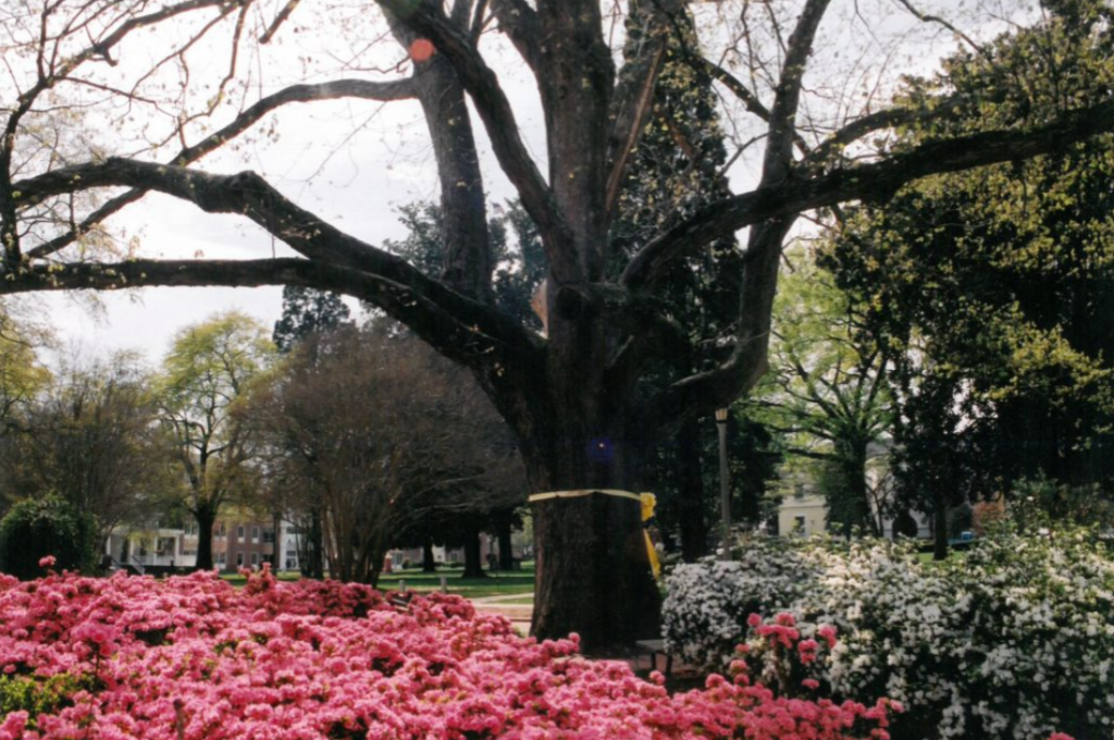 Something you may not have known: The story of the Arsenal Oak - The ...
