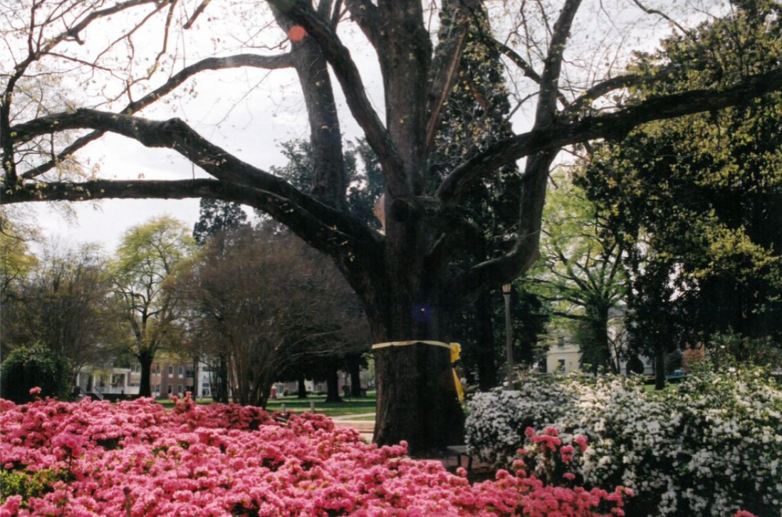Something you may not have known: The story of the Arsenal Oak - The ...