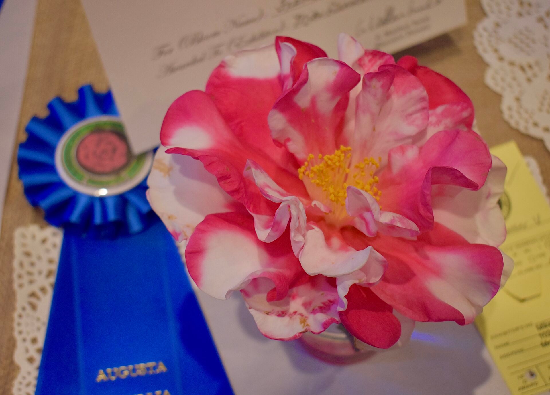 Augusta Camellia Show displays over 700 flowers - The Augusta Press