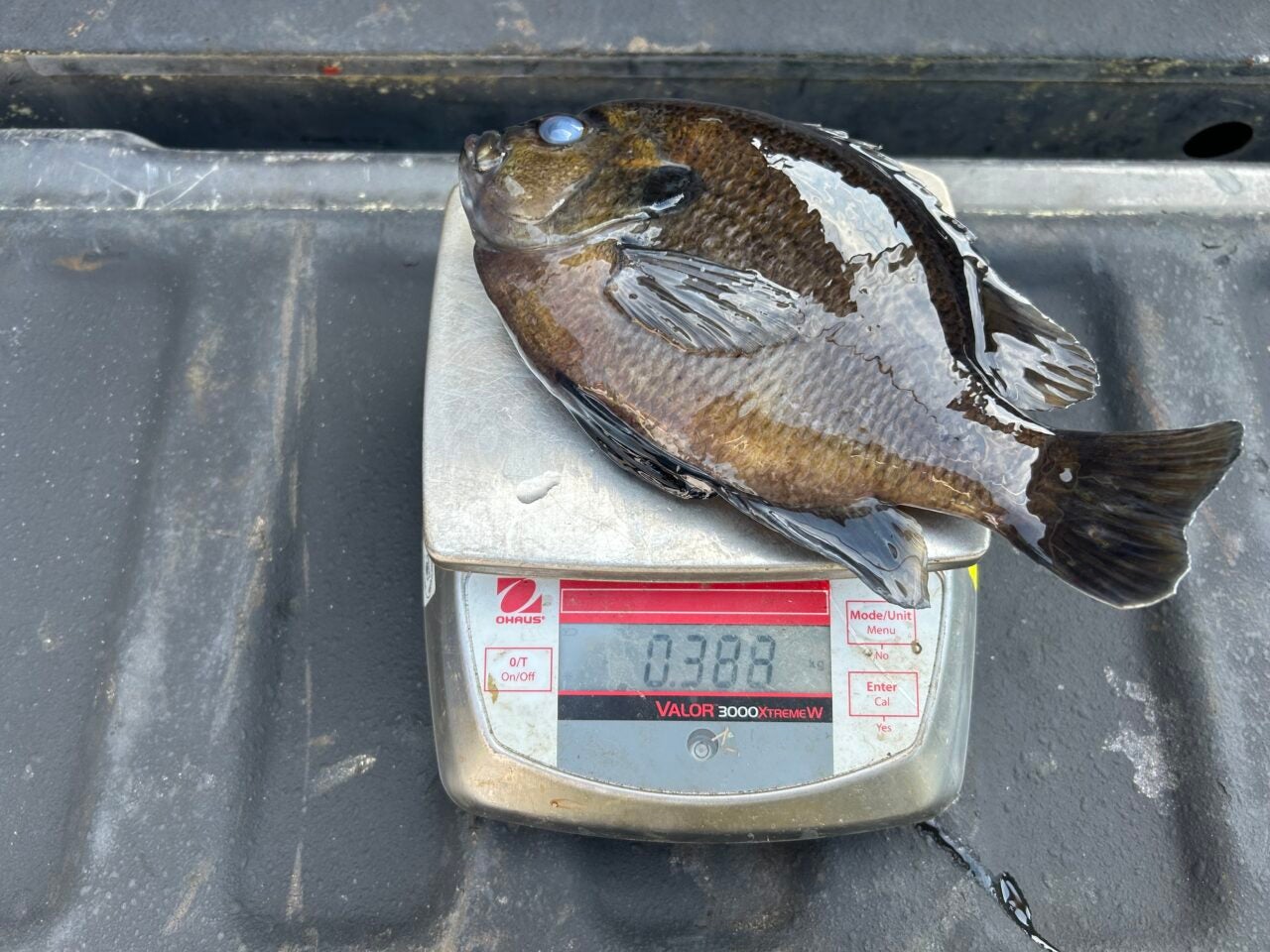 Georgia Angler breaks state record for spotted sunfish for third time ...