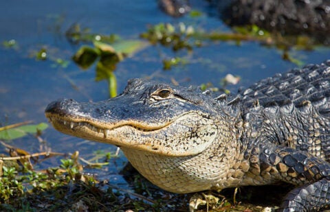 Why do alligators attack? - The Augusta Press