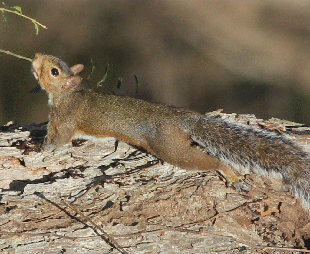Squirrel hunting season to start soon in Georgia - The Augusta Press