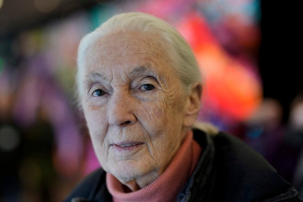Jane Goodall, conservationist renowned for chimpanzee research and ...