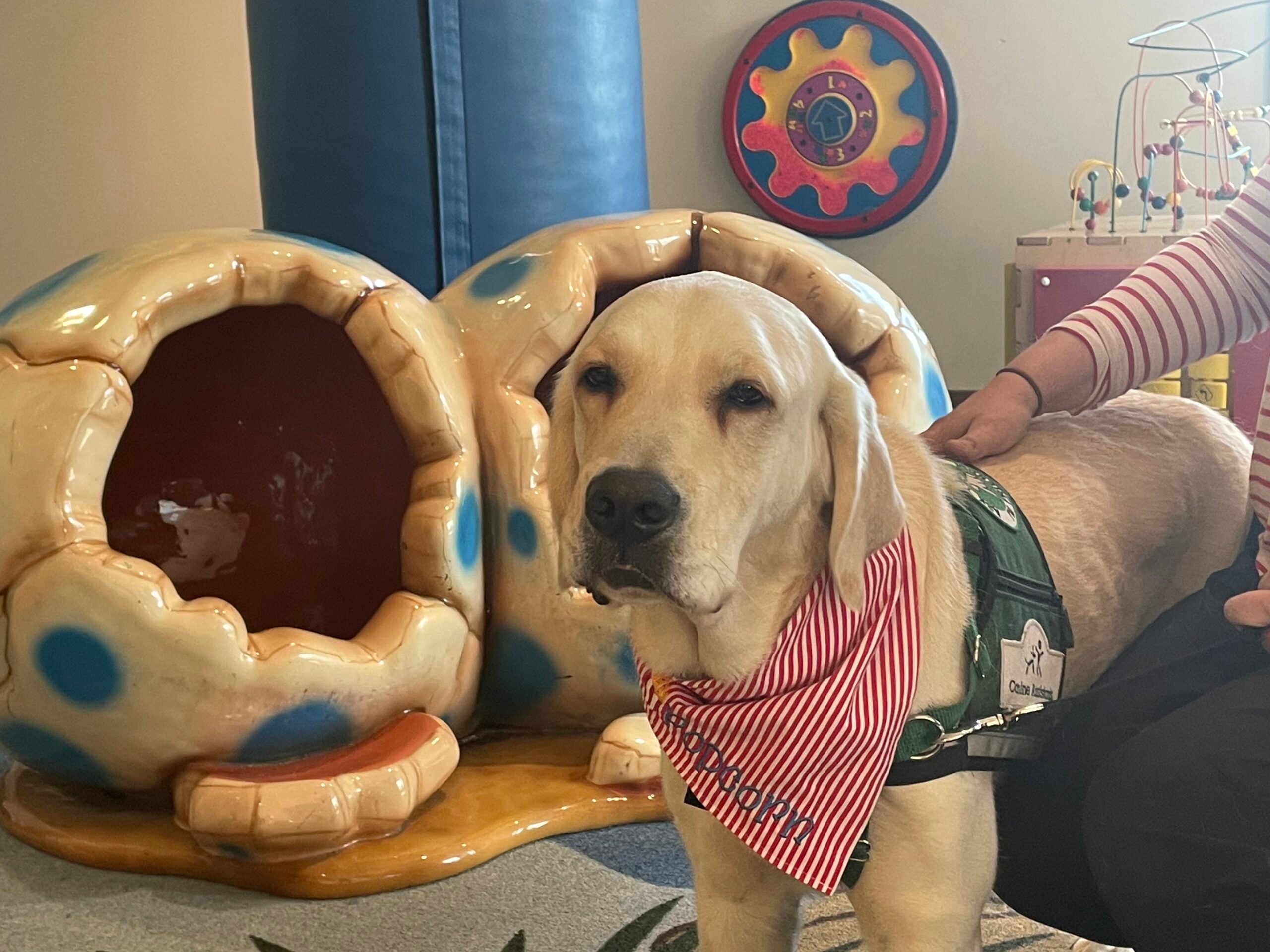 Meet Popcorn, the Children's Hospital of Georgia's newest facility dog ...