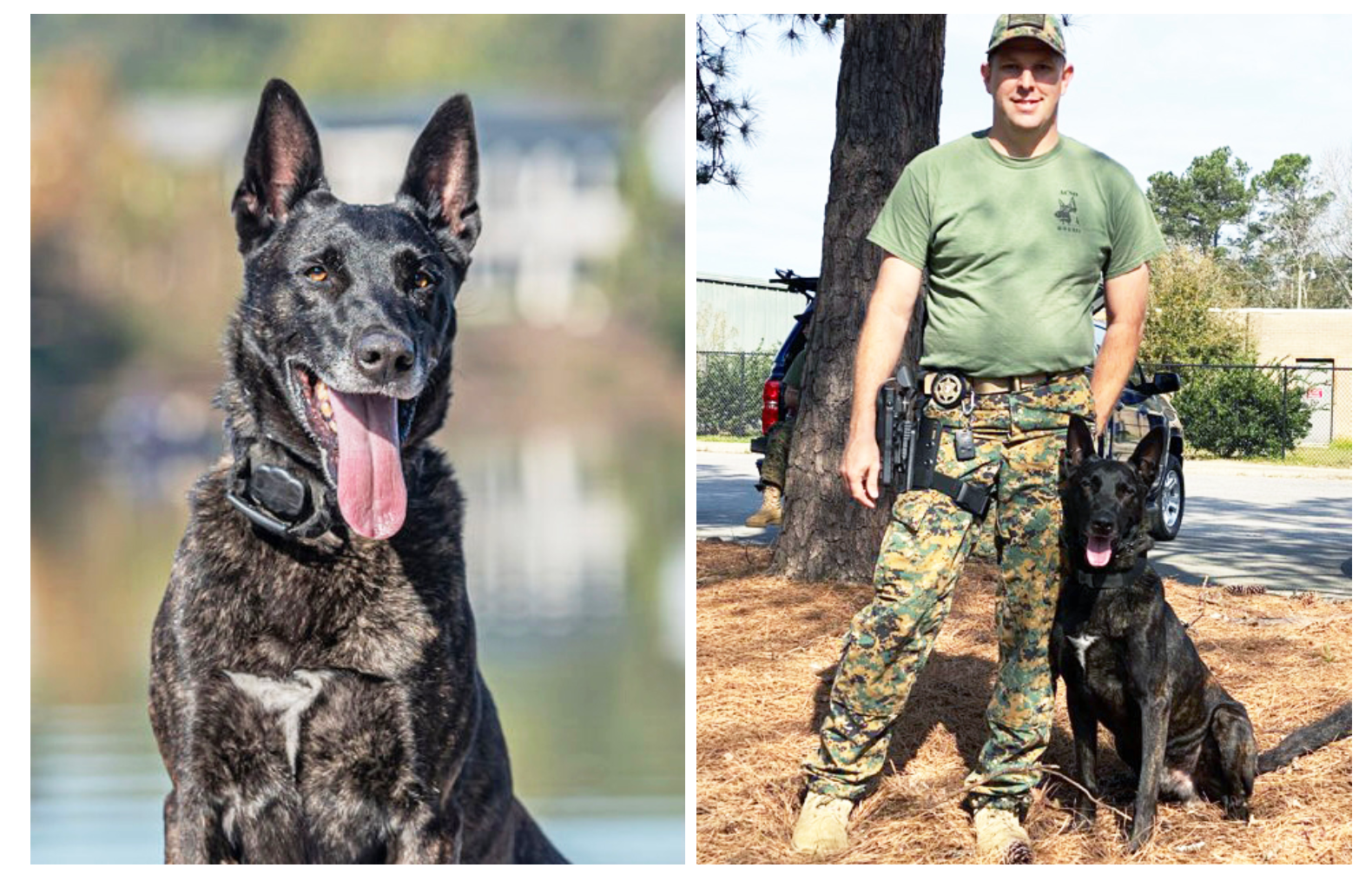Aiken County’s four-legged guardian retires after years of service ...