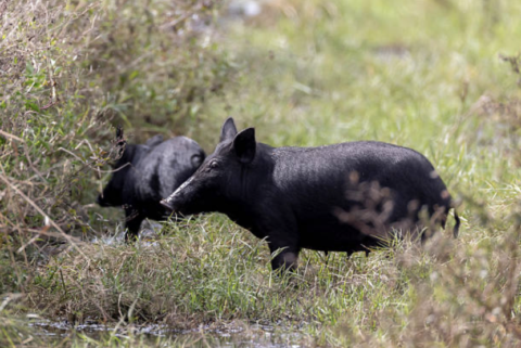 Feral hogs can’t catch a break in Georgia - The Augusta Press